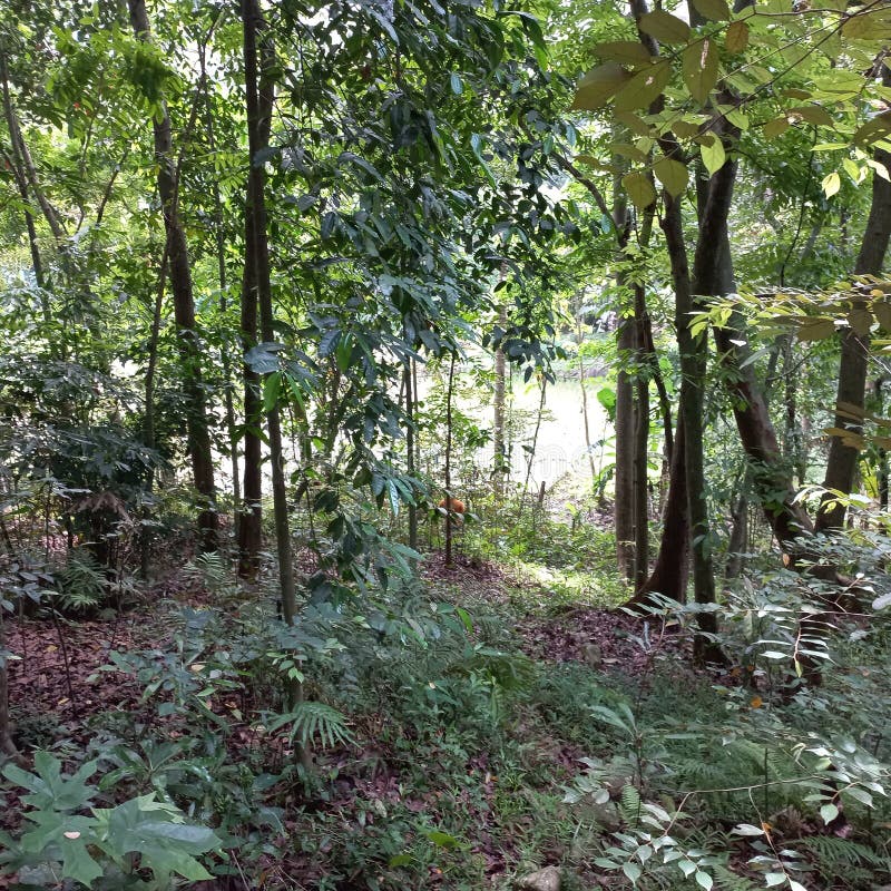 The Atmosphere is Plantation or Forest with Shady and Cool Trees Stock ...