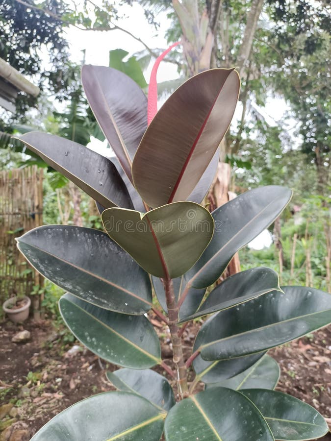 The Atmosphere of Plants in the Morning in a Village Stock Image ...