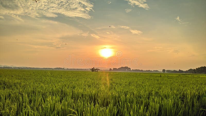 Atmosphere in the Rice Fields in the Afternoon Stock Image - Image of ...