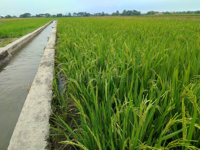 The Atmosphere in the Rice Fields in the Afternoon Rice Plants in an ...