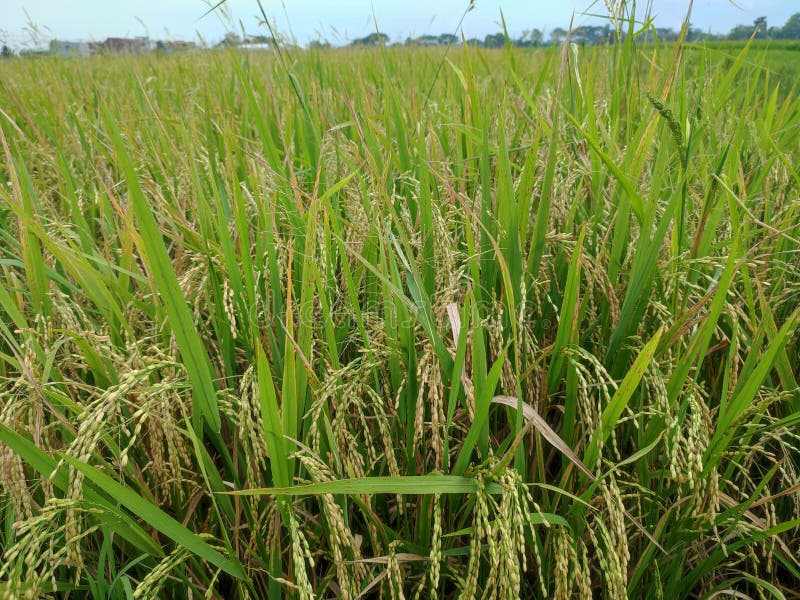 The Atmosphere in the Rice Fields in the Afternoon Rice Plants in an ...