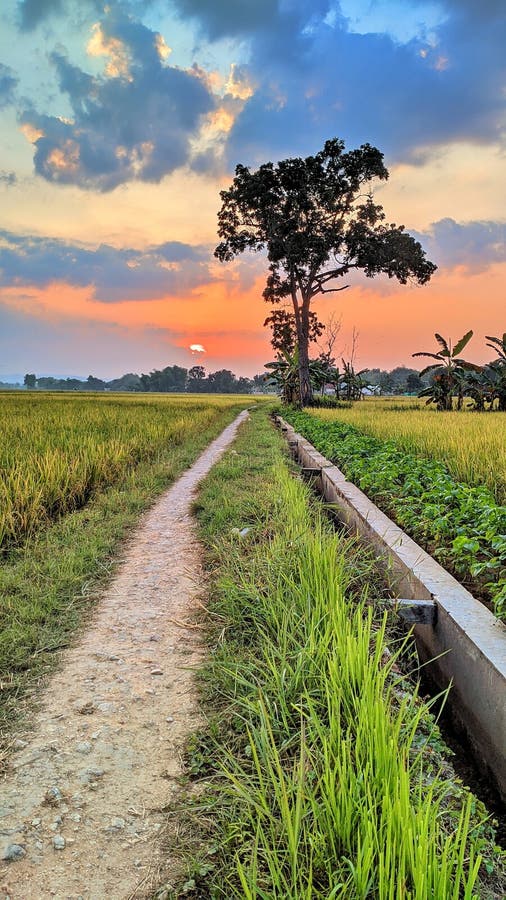 Atmosphere in the Rice Fields in the Afternoon, at Sunset Stock Photo ...