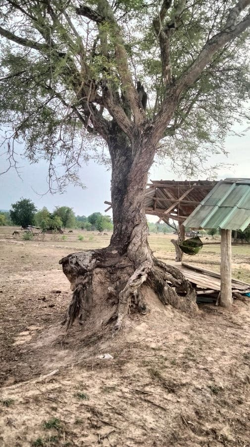 The Atmosphere of Rice Fields and Beautiful Tamarind Trees Stock Image ...