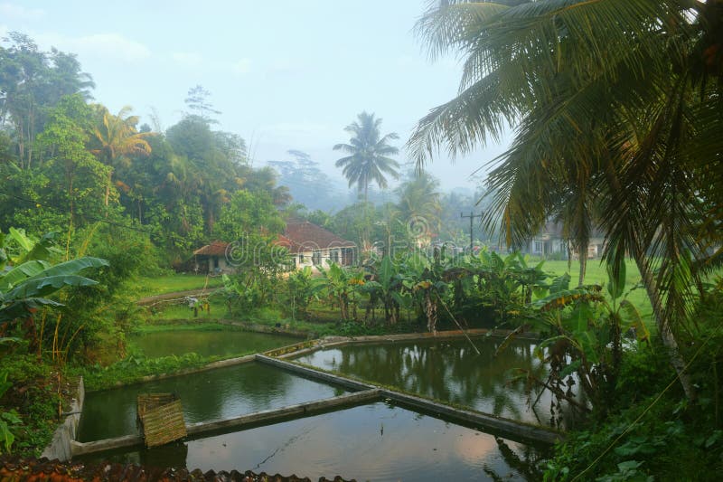 The Atmosphere of Rice Fields and Fish Ponds in a Village Stock Image ...