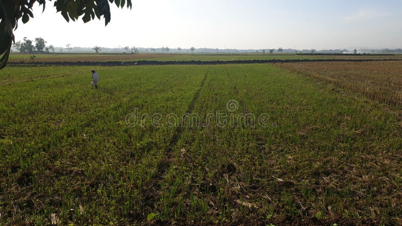 The Atmosphere of Rice Fields in the Lowlands of Indonesia Stock Image ...