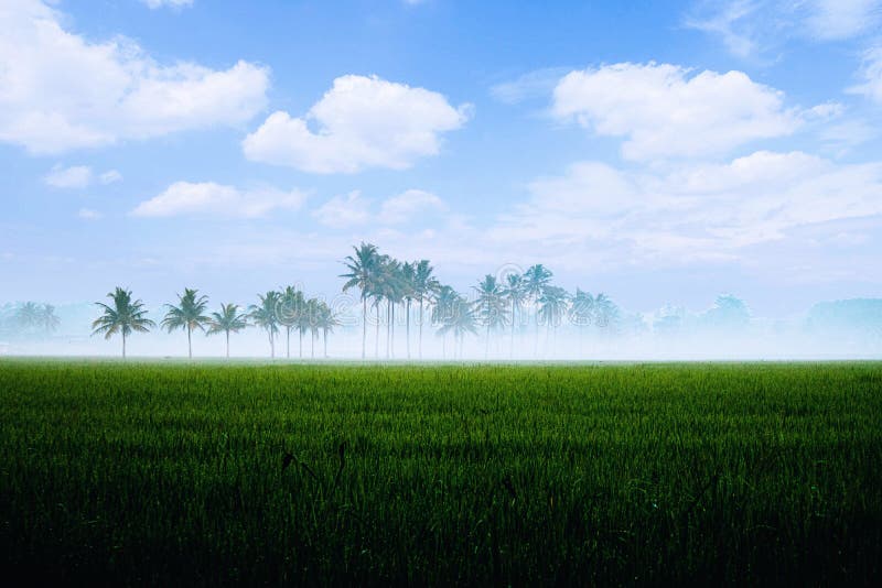 The Atmosphere of Rice Fields and Palm Trees on a Cold Morning Stock ...