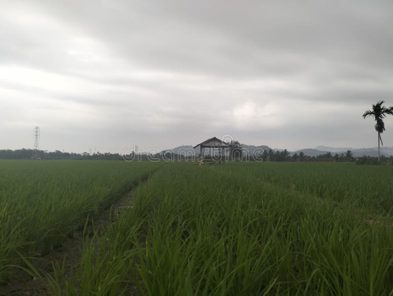 The Atmosphere of the Rice Fields Surrounded by Mountains is so Cool ...