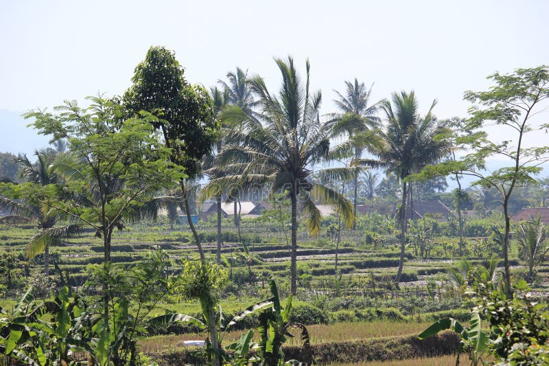 The Atmosphere of Rice Fields in a Typical Indonesian Village Stock ...