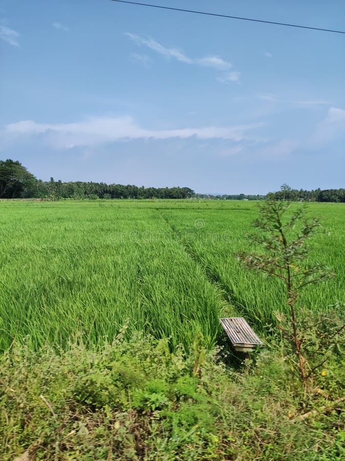 The Atmosphere of Rice Fields in a Village, Very Cool. All Green Stock ...
