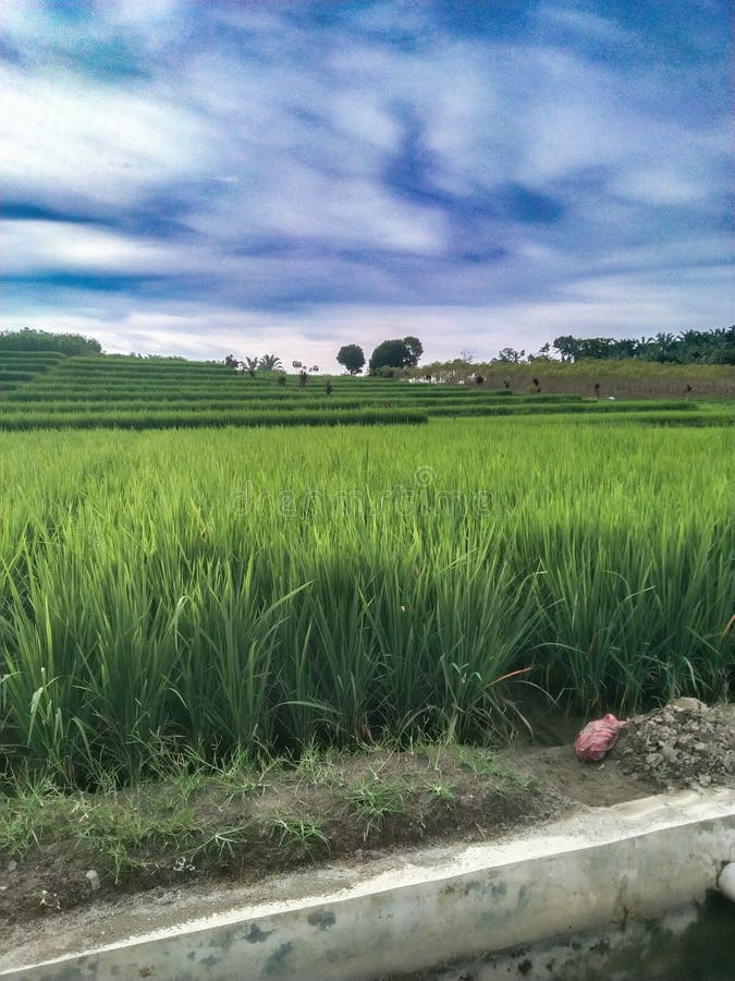 The Atmosphere in Rural Areas is Still Very Beautiful Stock Image ...