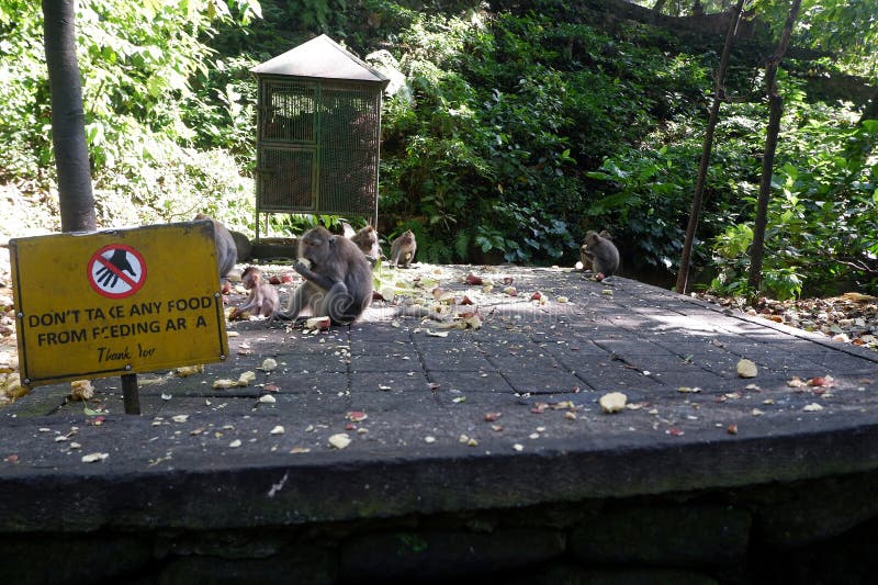 The Atmosphere of Several Monkeys when Being Given Lunch at the Monkey ...