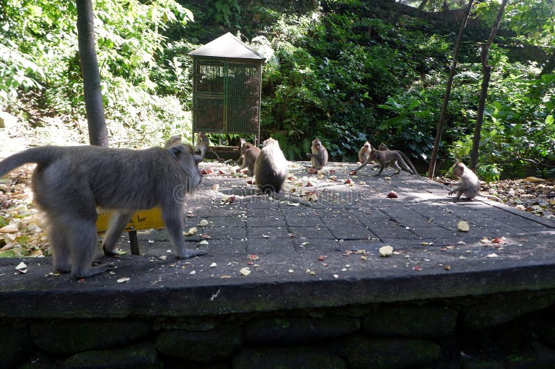 The Atmosphere of Several Monkeys when Being Given Lunch at the Monkey ...