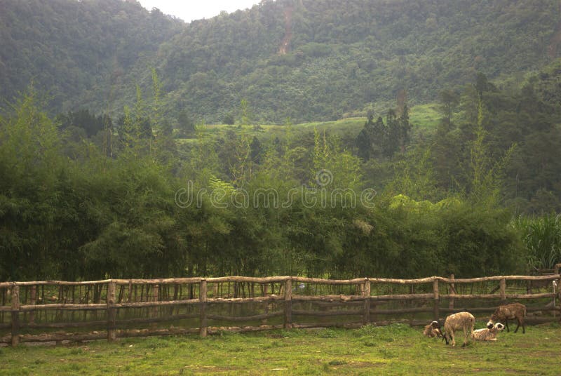 The Atmosphere of a Sheep Farm Under the Green Hills Stock Photo ...