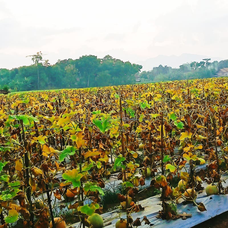 The Atmosphere after the Sun Sets in the Rice Fields on the Outskirts ...