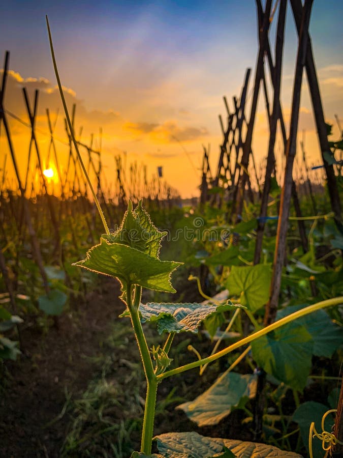 Cucumber tree stock photo. Image of garden, atmosphere - 202144042