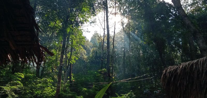 The Atmosphere of the Trees in the Forest is Beautiful and Natural ...