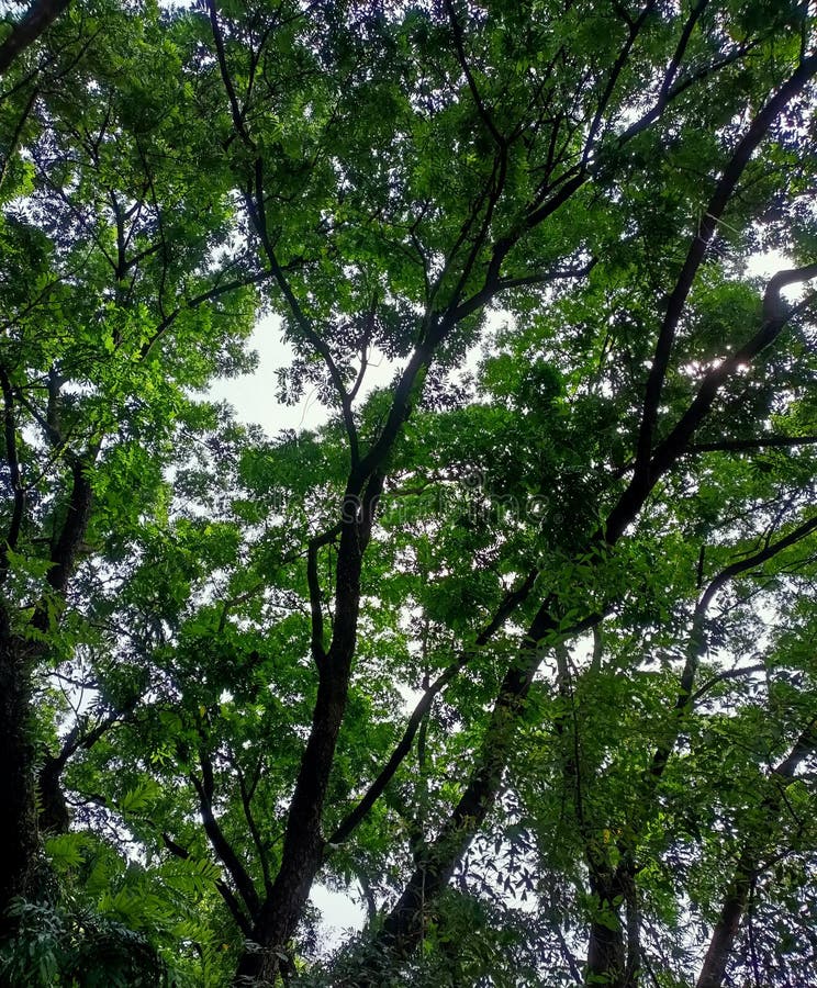 Atmosphere Under a Shady Tree Stock Image - Image of flora, atmosphere ...