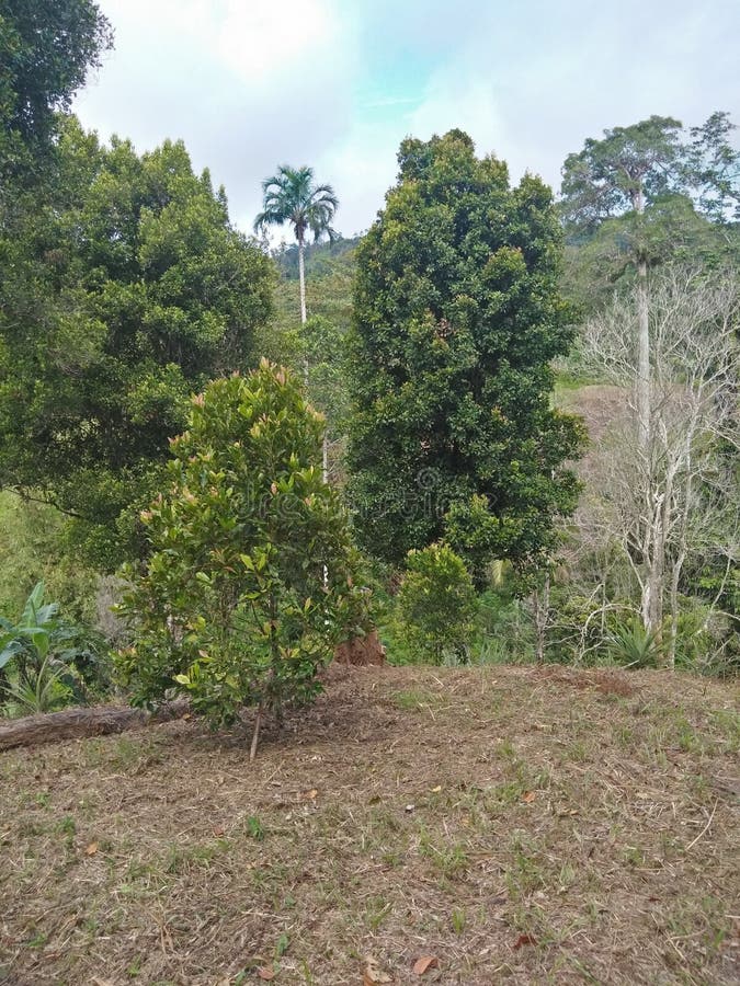 The Atmosphere of the View of the Clove Tree in Maluku Indonesia Stock ...