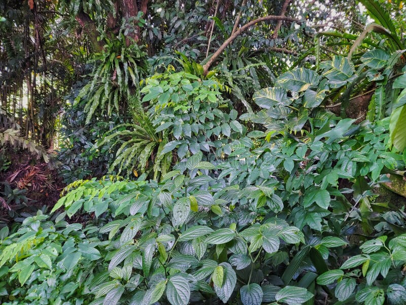 The Atmosphere of the View of Plants in the Forest in the Morning Stock ...