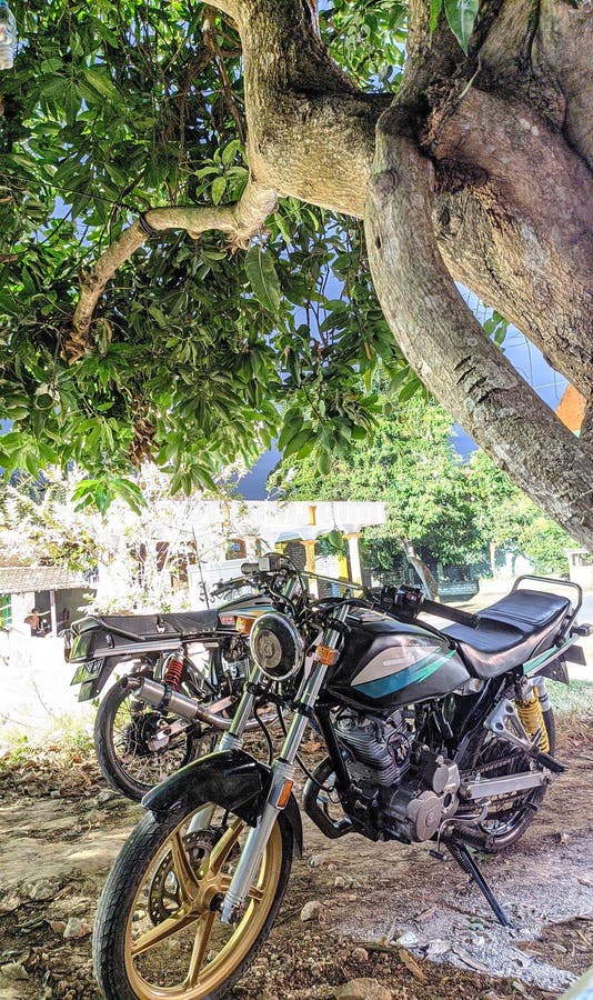 The Atmosphere in the Village at Night Under a Beautiful Tree Makes it ...