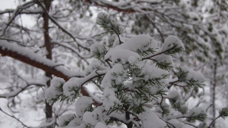 Atmospheric Close-up of a Forest Filled with Snow Covered Pine Trees ...