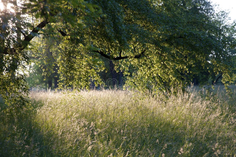 Atmospheric Fodder Meadow Under Trees Stock Photo - Image of ...