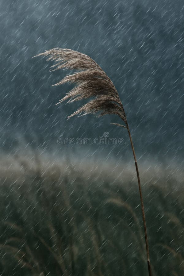 Lone Grass Stalk Enduring Harsh Wind and Rain Stock Illustration ...