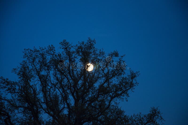 Moon behind tree stock photo. Image of moonlight, autumn - 6848330