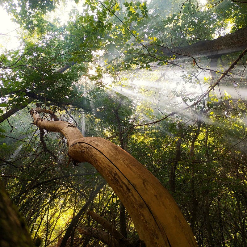 Atmospheric Tree in the Forest in Morning ,light Trail Stock Photo ...