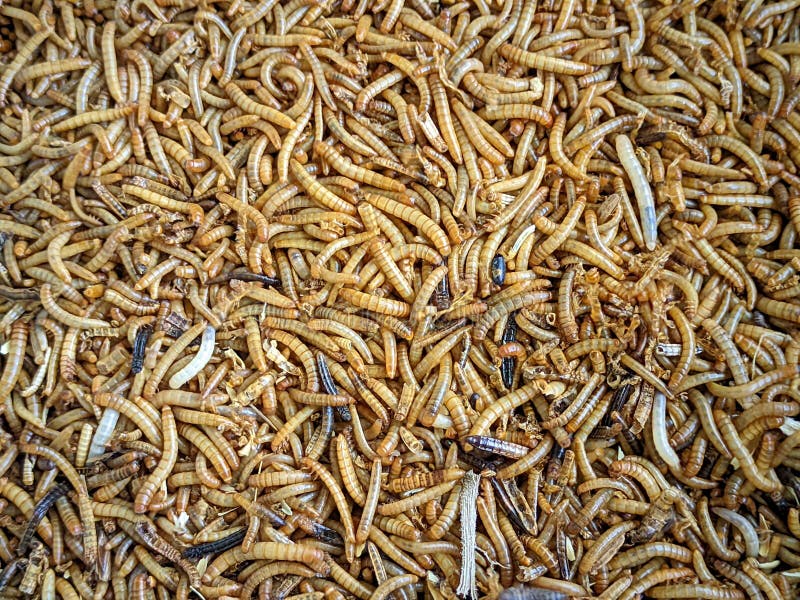 Atom Tenacious for Bird Child Serangga Stock Image - Image of atom ...