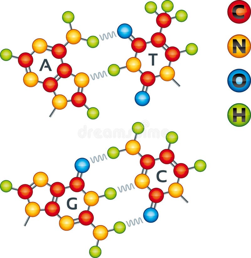 Atomic Structure of DNA Molecules in Bright Colors. Stock Vector ...