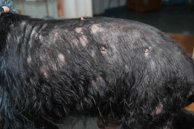What Is Dog Dermatitis