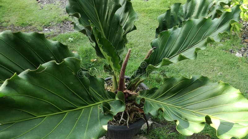 Atorium Stock Photos - Free & Royalty-Free Stock Photos from Dreamstime