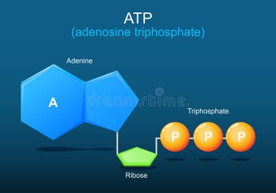 ATP Molecule. Molecular Chemical Formula and Model of Adenosine ...