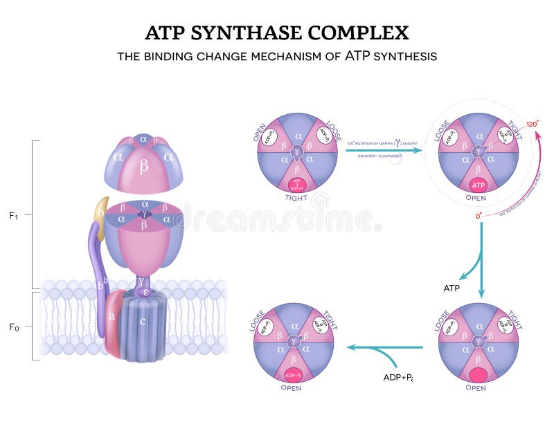 ATP synthase stock vector. Illustration of complex, anatomy - 255432713 ATP synthase stock vector. Illustration of complex, anatomy - 255432713