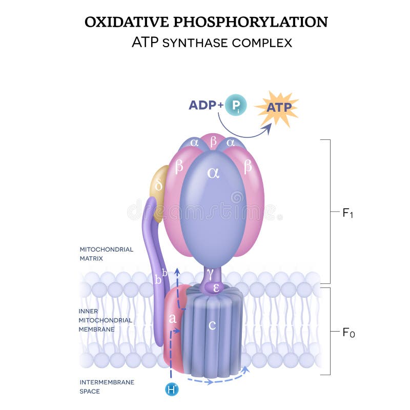 ATP synthase complex stock vector. Illustration of electrons - 254704995