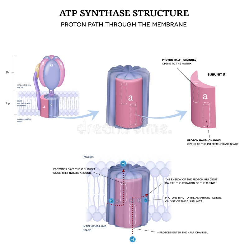 ATP Synthase Structure and Proton Path Stock Vector - Illustration of ...