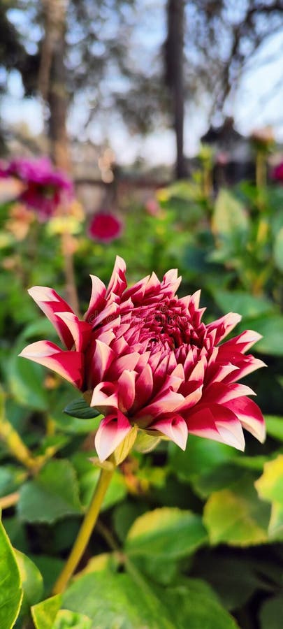 Atraction Flower so Beautiful Nice Stock Image - Image of beautiful ...