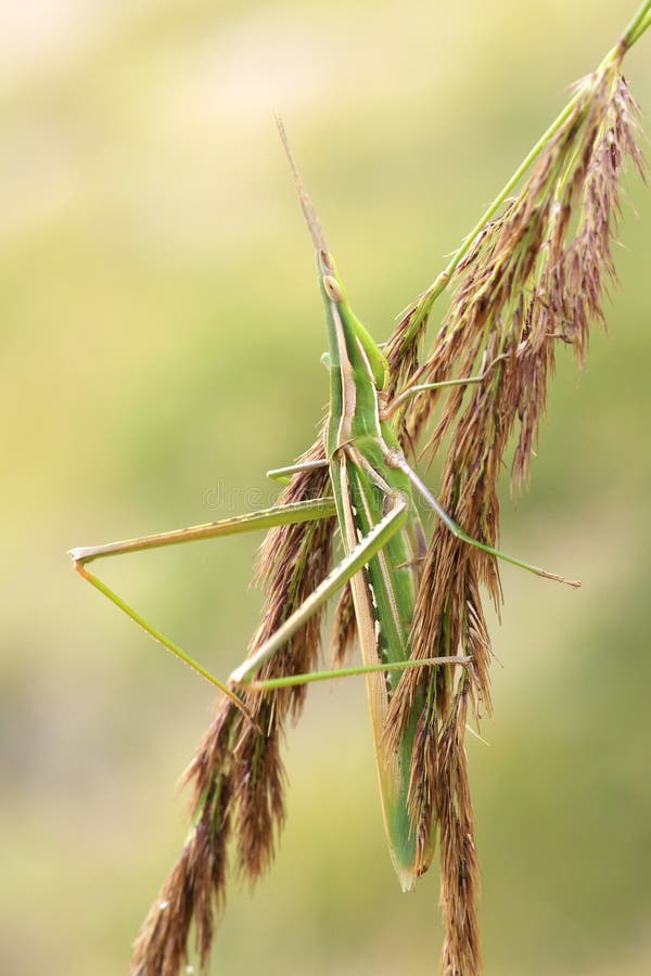 Atractomorphta stock image. Image of locust, imago, close - 44315225