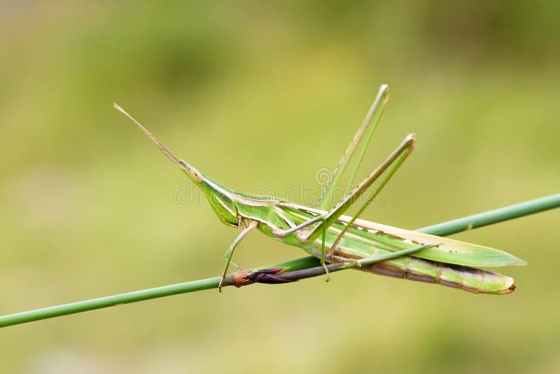 Atractomorpha Sinensis Stock Photos - Free & Royalty-Free Stock Photos ...