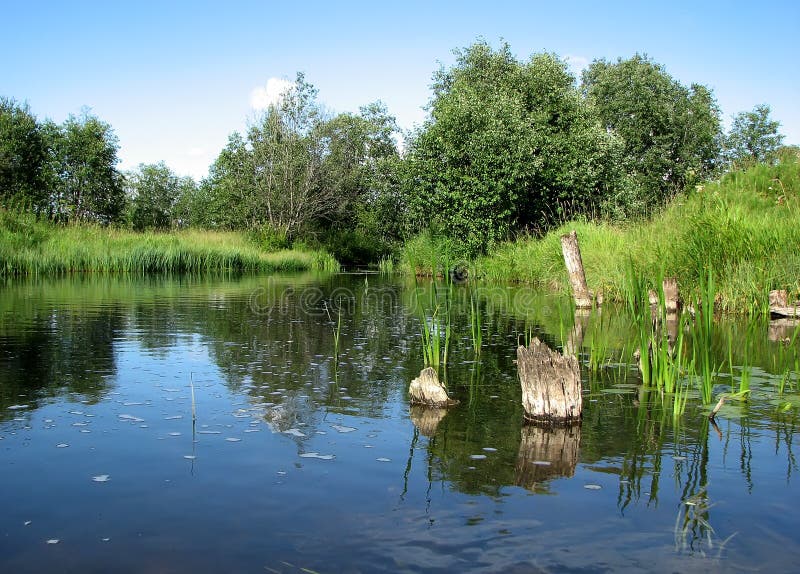Pantanoso Fotos De Stock - Descarga 2,383 Fotos Libres de Derechos