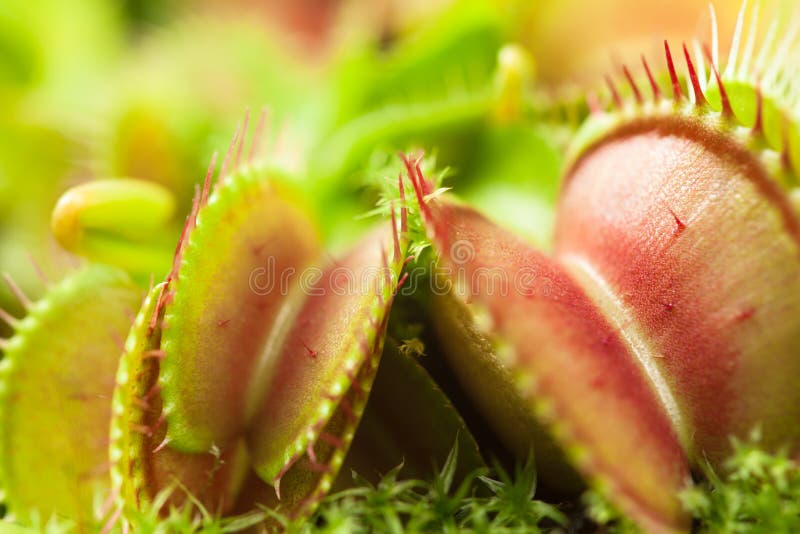 Atrapamoscas de Venus imagen de archivo. Imagen de cara - 32345417