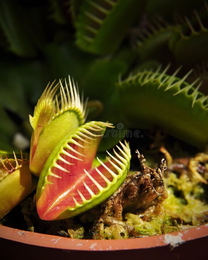 Muscipula Del Dionaea, Conocido Como Atrapamoscas, En Primer, Imagen de ...