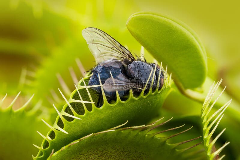 Atrapamoscas De Venus - Dionaea Muscipula Imagen de archivo - Imagen de ...