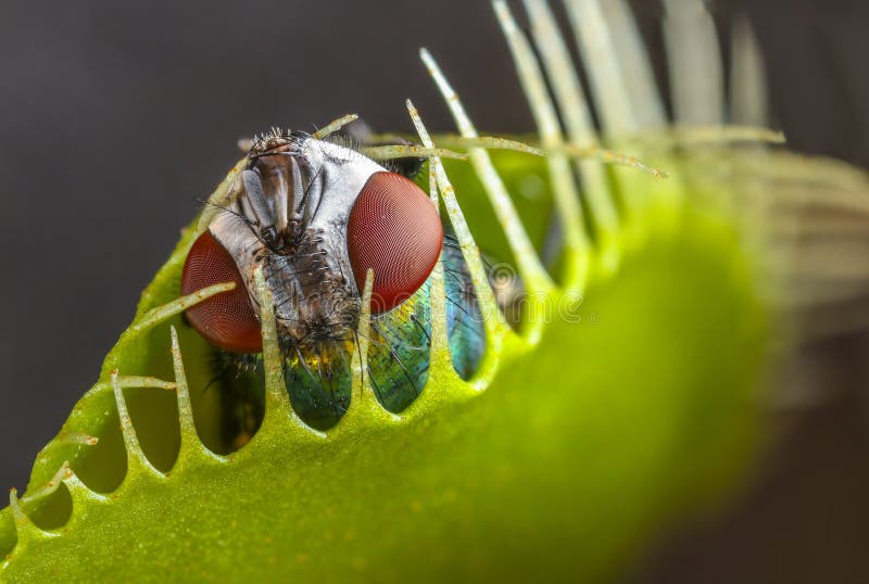 Atrapamoscas De Venus - Dionaea Muscipula Imagen de archivo - Imagen de ...