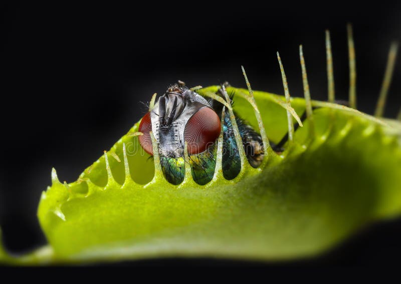Muscipula Del Dionaea, Conocido Como Atrapamoscas, En Primer, Imagen de ...