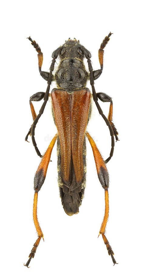 Atricornis de Stenopterus imagen de archivo. Imagen de fauna - 19319689