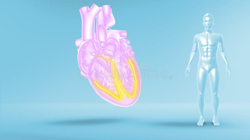 SA Node Signal or Sinoatrial Node Signal of Human Heart Stock ...