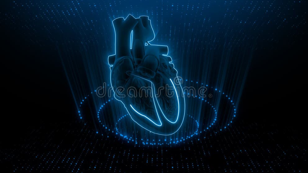 AV Node Signal or Atrioventricular Node Signal of Human Heart Stock ...