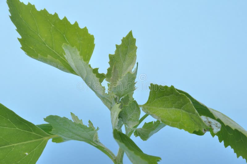 Atriplex Hortensis, Chenopod on a Blue Background Stock Photo - Image ...